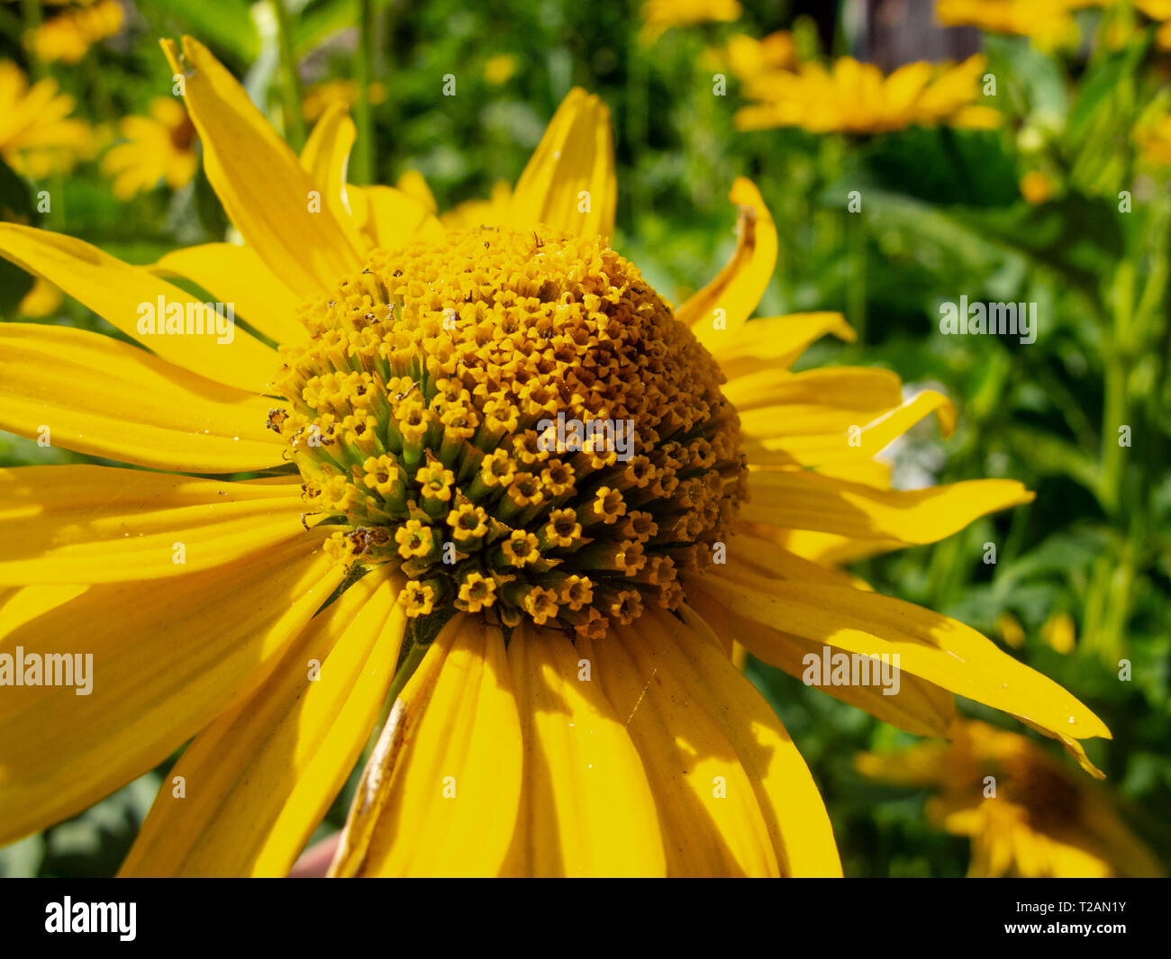 beautiful yellow flowers, close up Stock Photo - Alamy