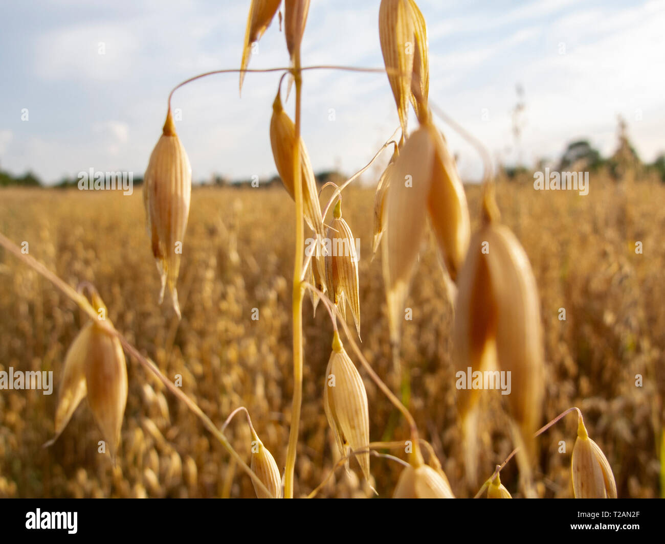 field covered with wheat, a beautiful summer landscape Stock Photo - Alamy