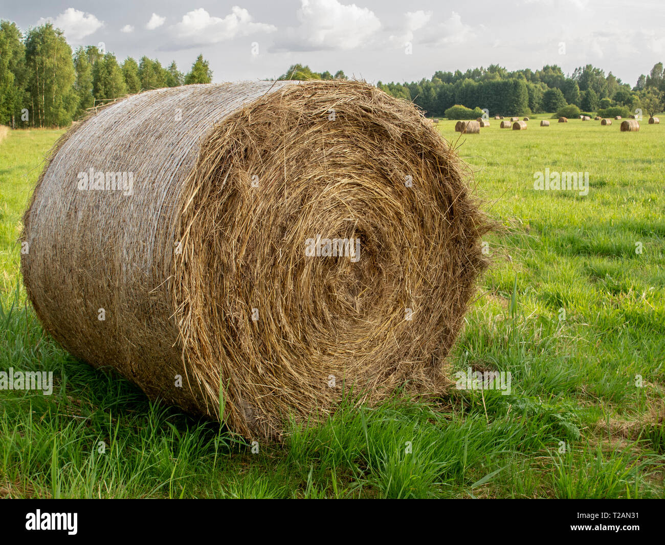 hay bales in the field, preparing food for animals for the winter Stock ...