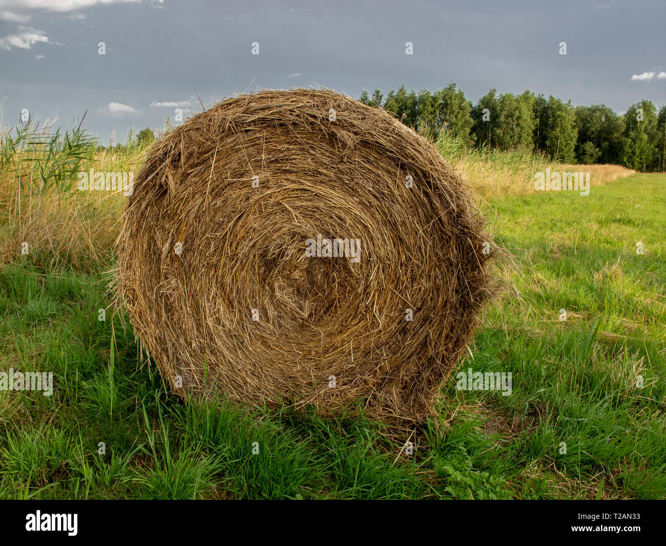 hay bales in the field, preparing food for animals for the winter Stock ...