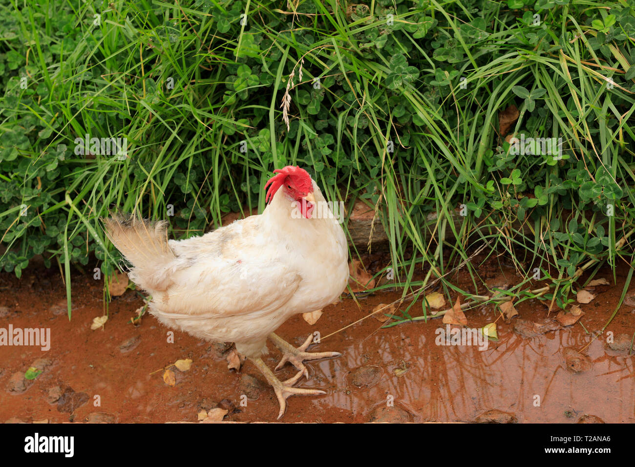 Freerange hens hi-res stock photography and images - Alamy