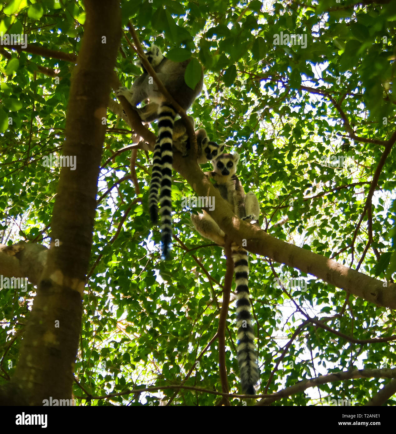 Portrait of the ring-tailed lemur Lemur catta aka King Julien in Anja ...