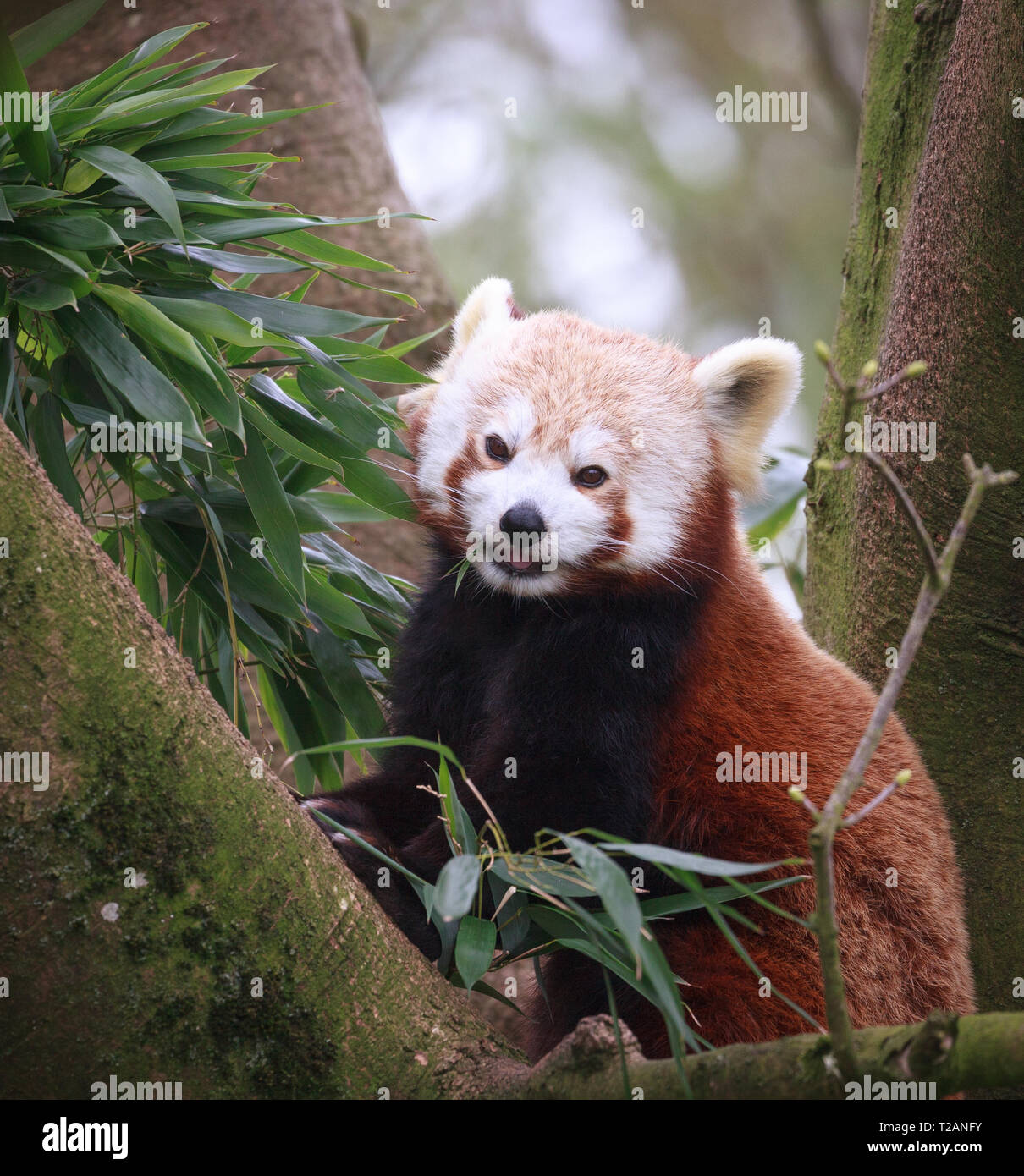 Panda coat hi-res stock photography and images - Alamy