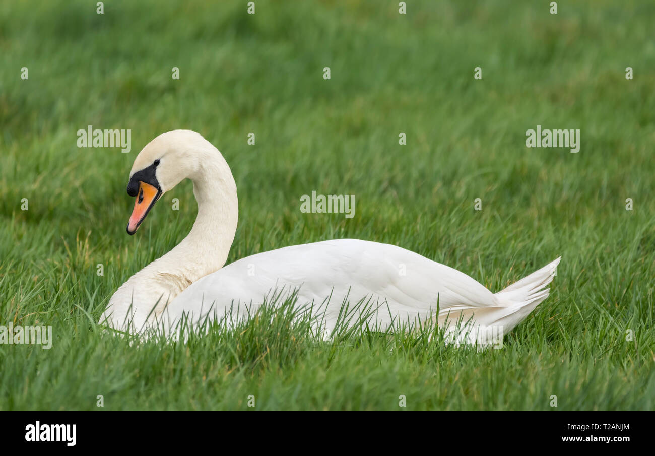 Sitting swan hi-res stock photography and images - Alamy
