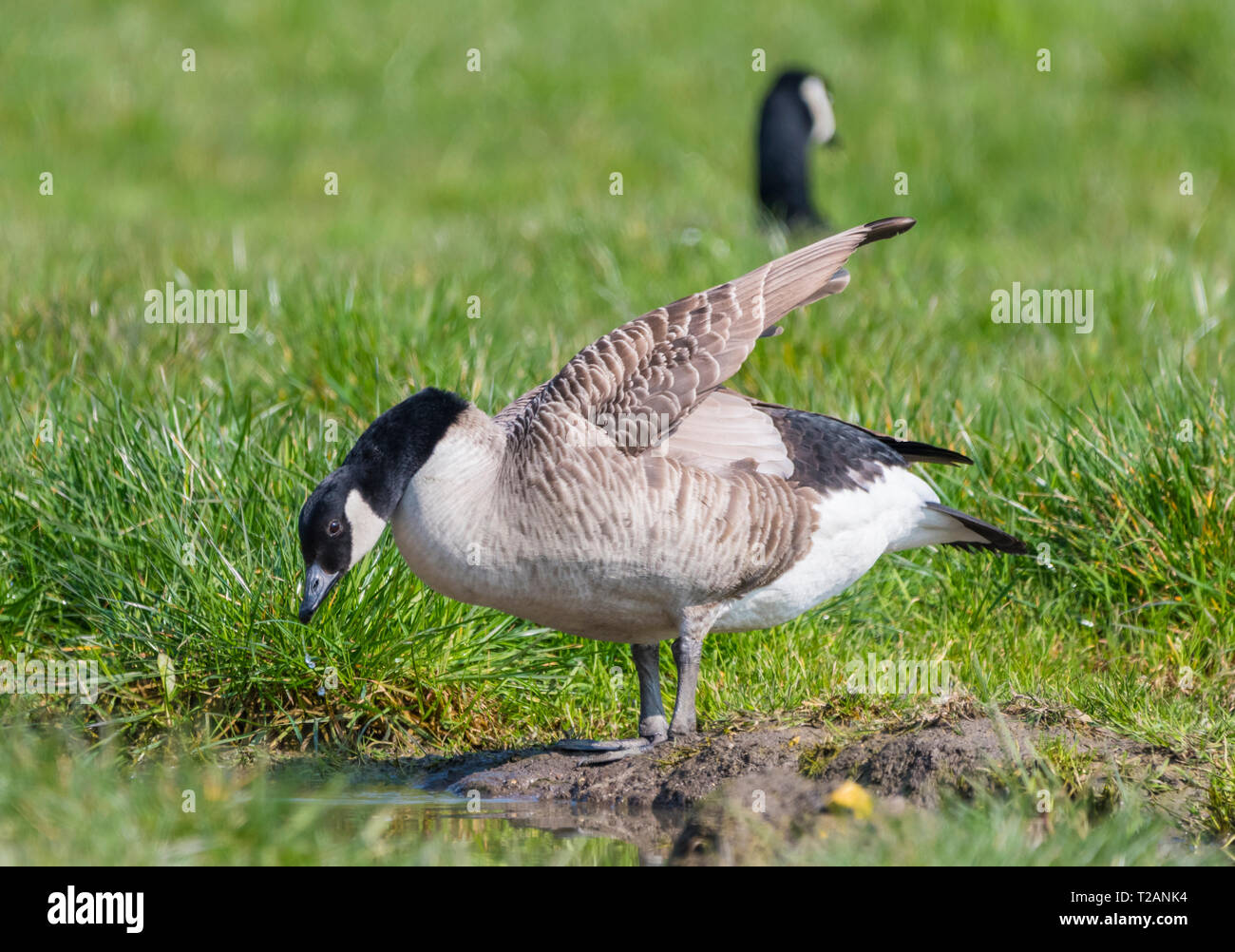 Goose in spring hi-res stock photography and images - Alamy