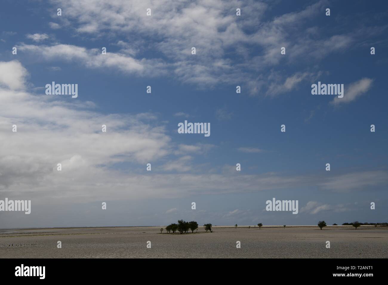 Mangrove trees on the tidal beach. Quirimba Island, Quirimbas ...