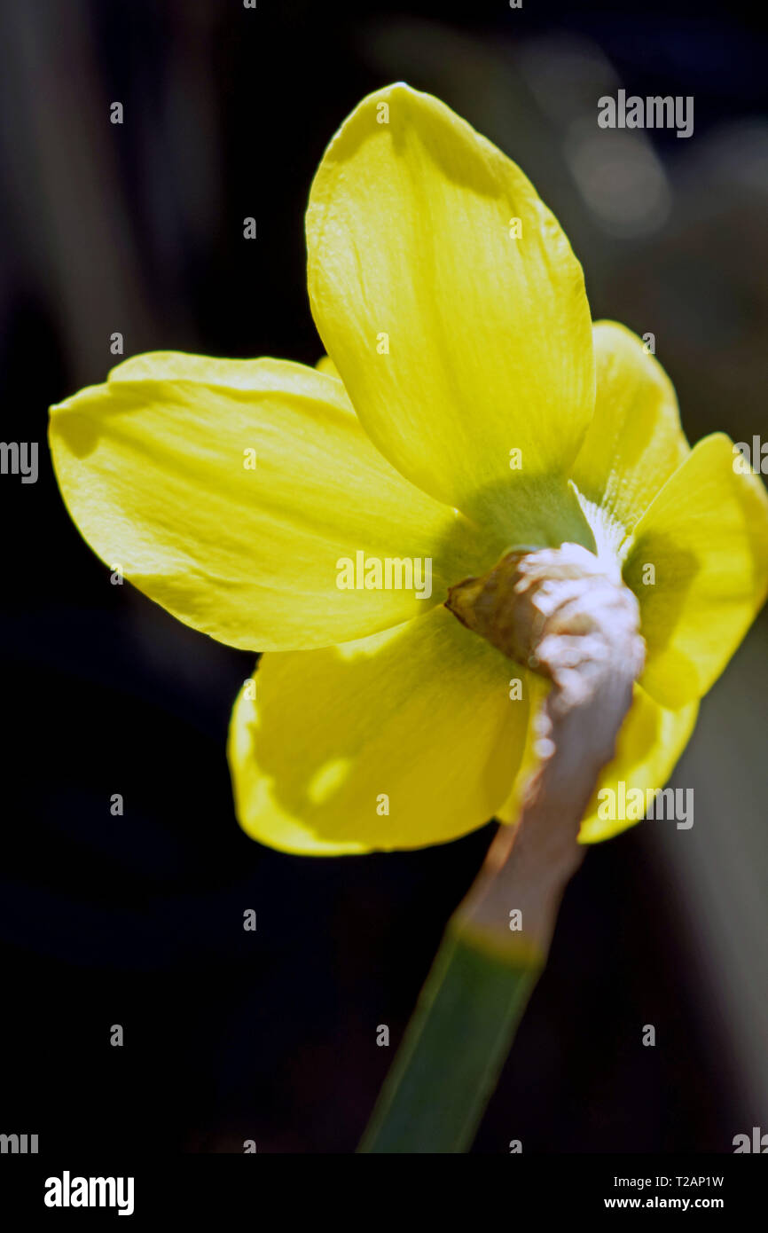 Back of a daffodil hi-res stock photography and images - Alamy