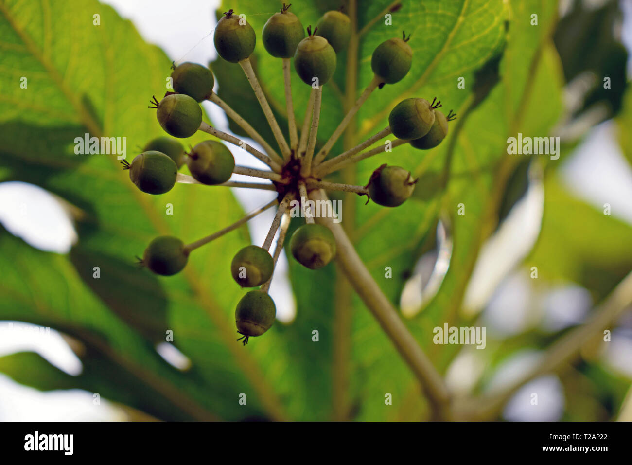 Small green berries hi-res stock photography and images - Alamy