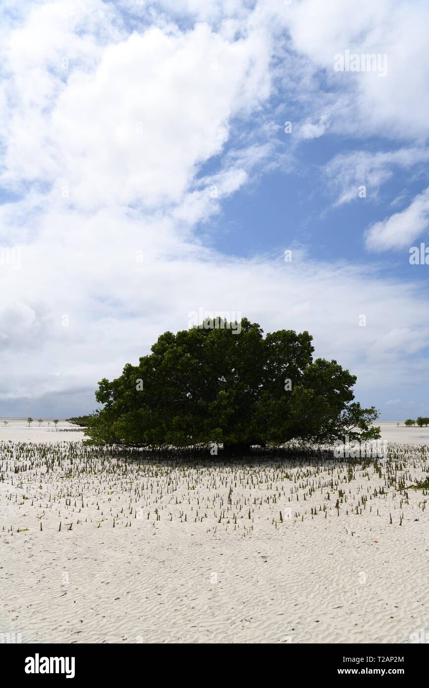 Mangrove trees on the tidal beach. Quirimba Island, Quirimbas ...