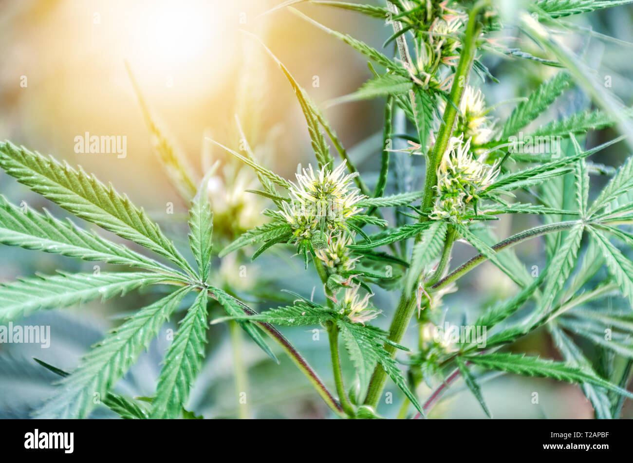 Marijuana pollen hi-res stock photography and images - Alamy