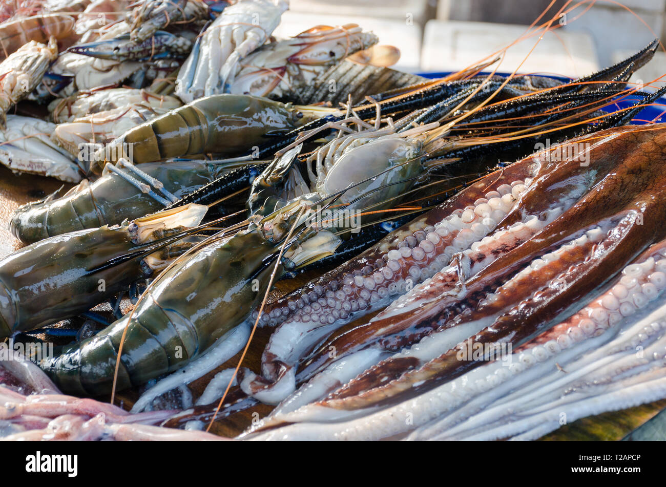 Fish market counter - fresh octopus, langoustine and other seafood ...