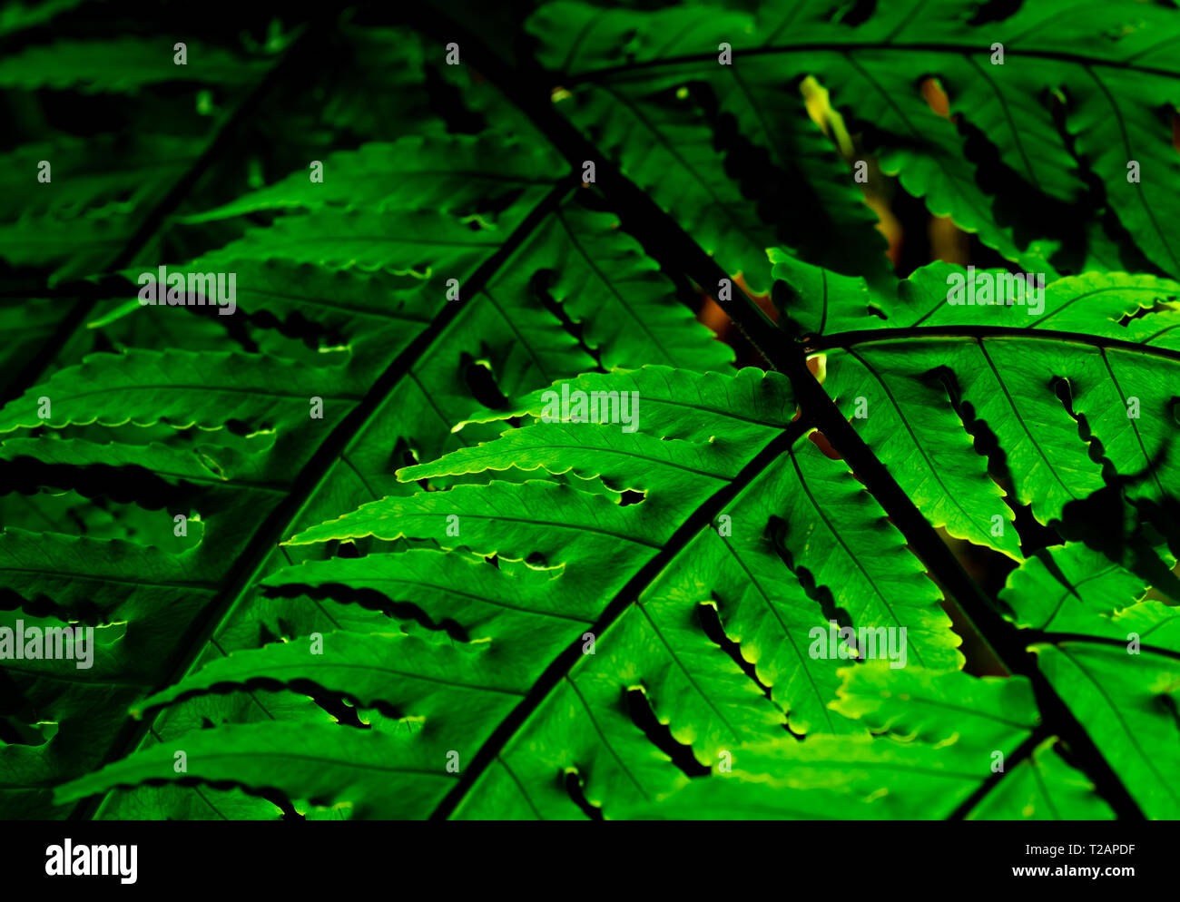 Green leaf with sunlight on dark background. Nature background. Macro ...