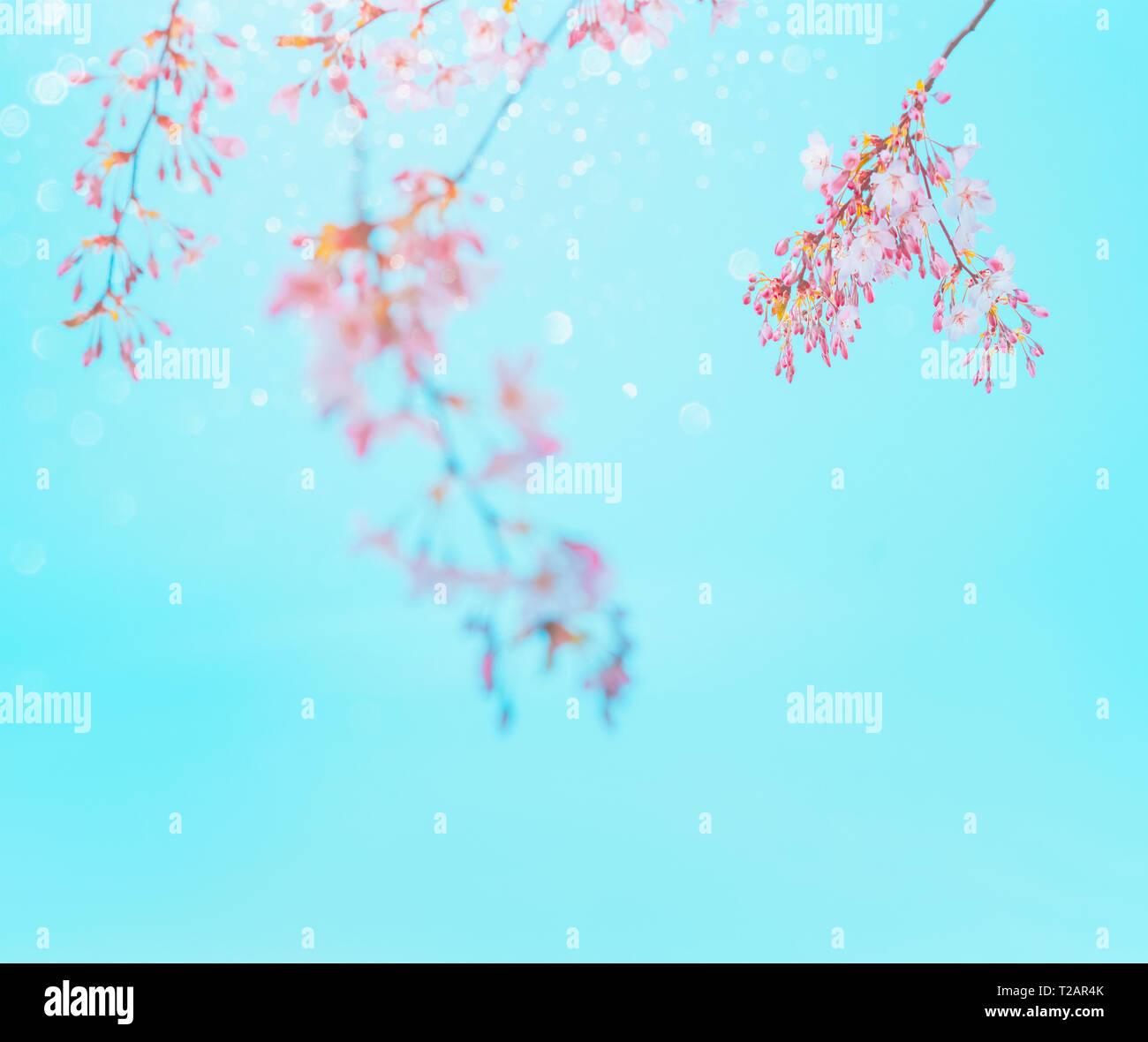 Pink spring blossom at turquoise blue sky background. Floral border ...