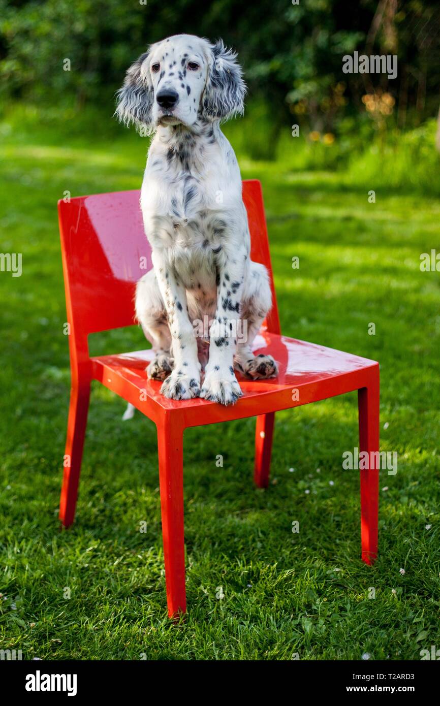 English Setter puppy "Rudy" is sitting on 30.04. 2017 on a red chair in ...