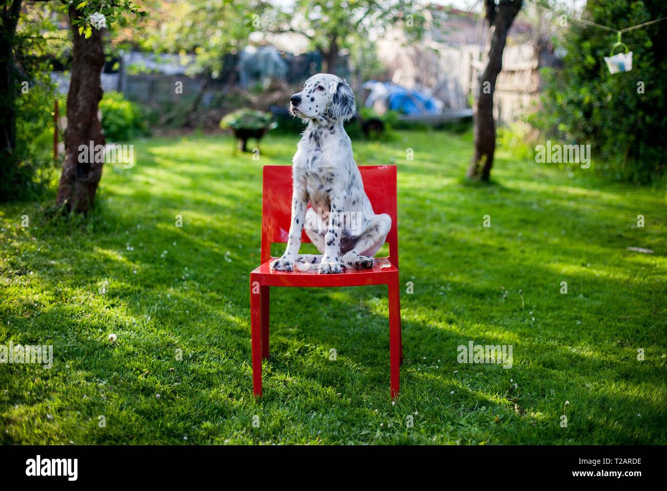 English Setter puppy "Rudy" is sitting on 30.04. 2017 on a red chair in ...