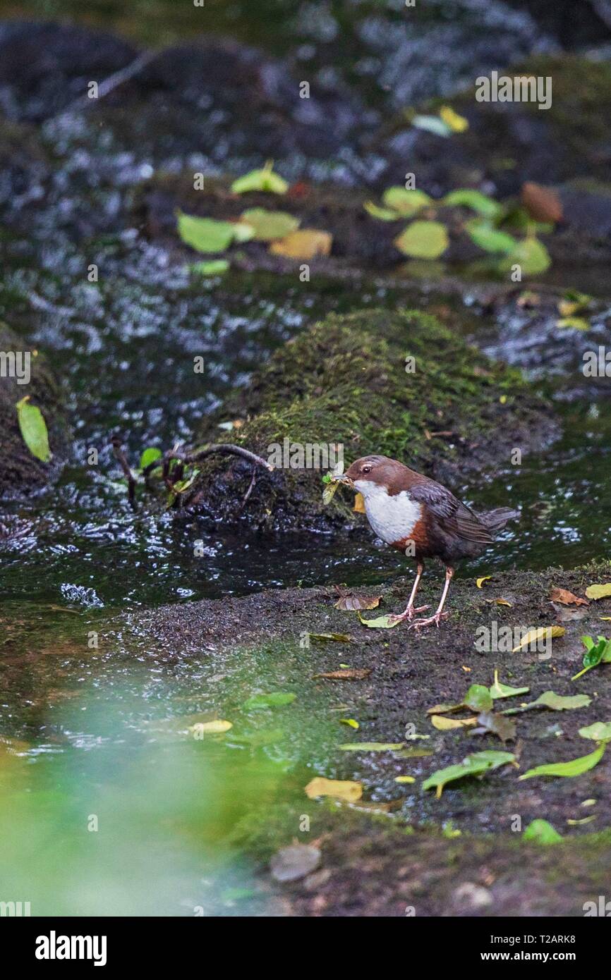 Common Dipper (Cinclus cinclus) adult with caddisfly larva in bill ...