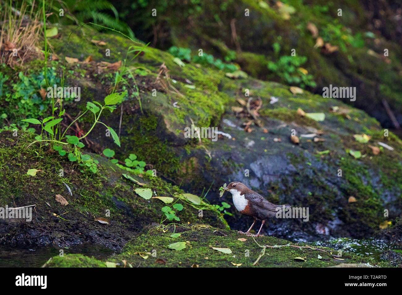 Common Dipper (Cinclus cinclus) adult with caddisfly larva in bill ...