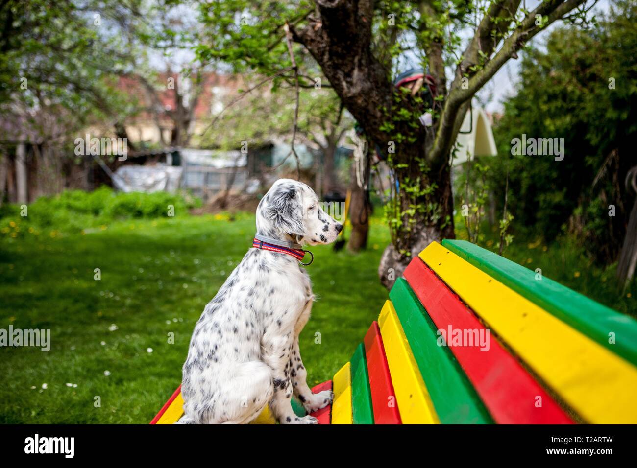 English Setter puppy "Rudy" sitting on a Rastafara bench and looking at ...