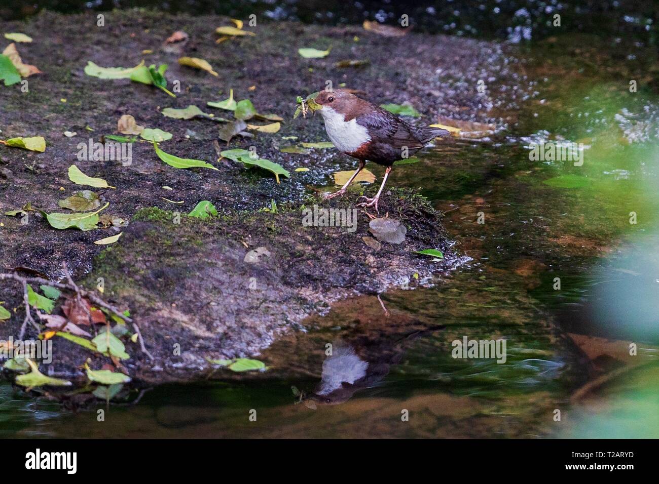 Common Dipper (Cinclus cinclus) adult with caddisfly larva in bill ...