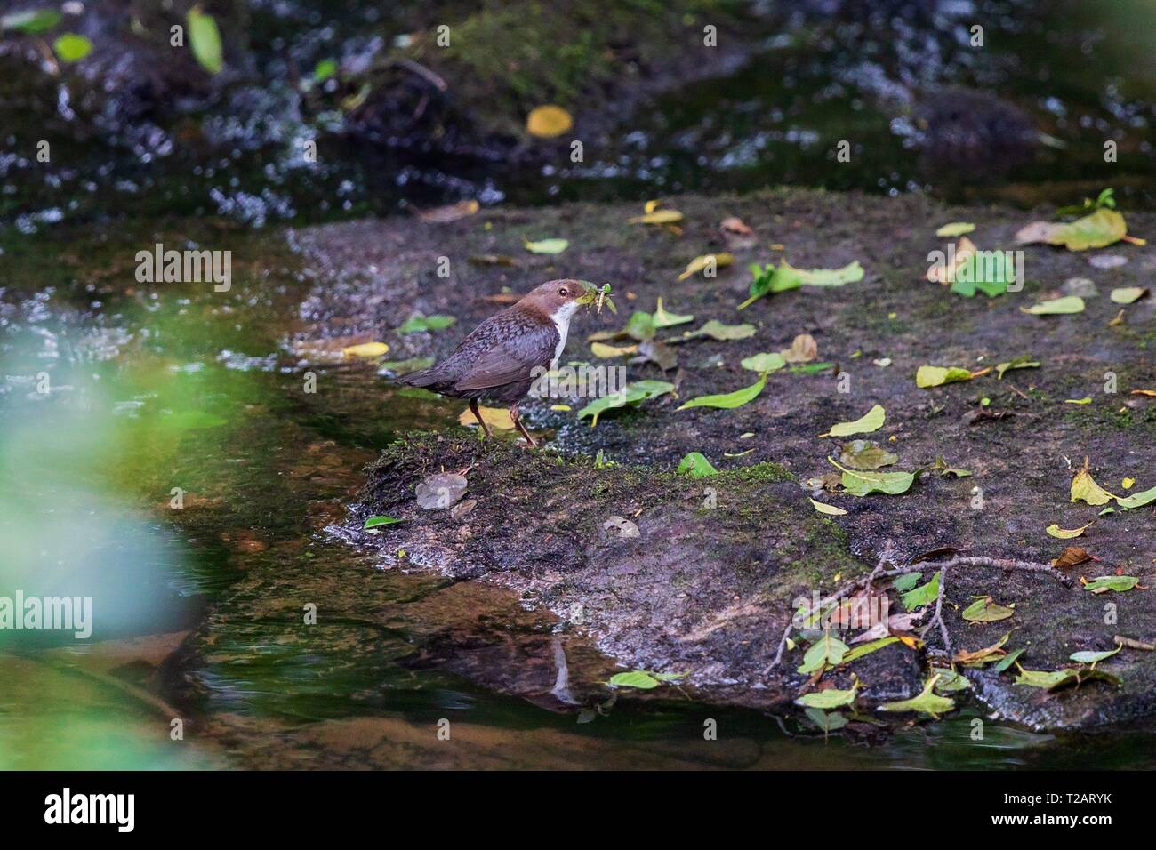 Common Dipper (Cinclus cinclus) adult with caddisfly larva in bill ...