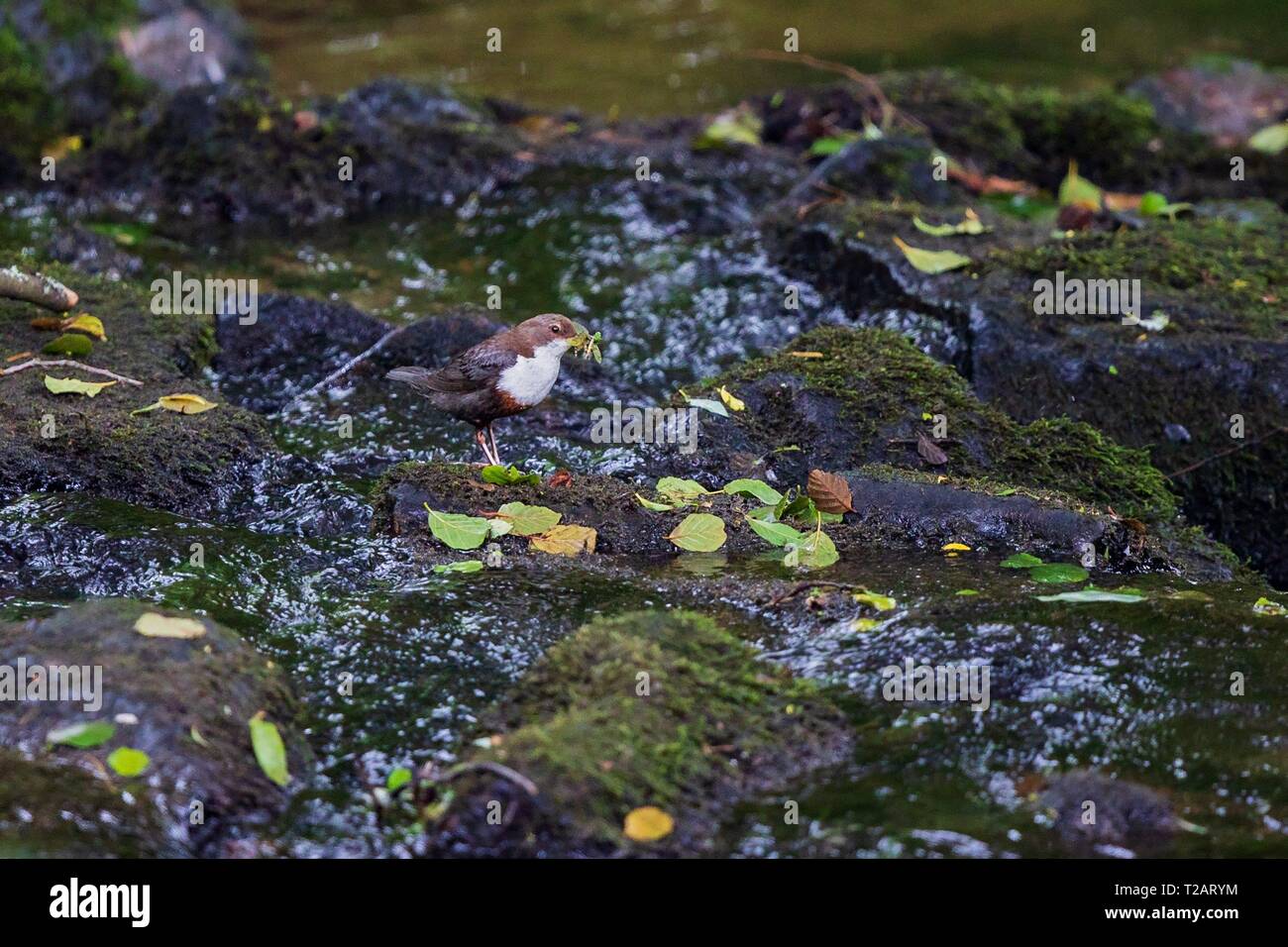 Common Dipper (Cinclus cinclus) adult with caddisfly larva in bill ...