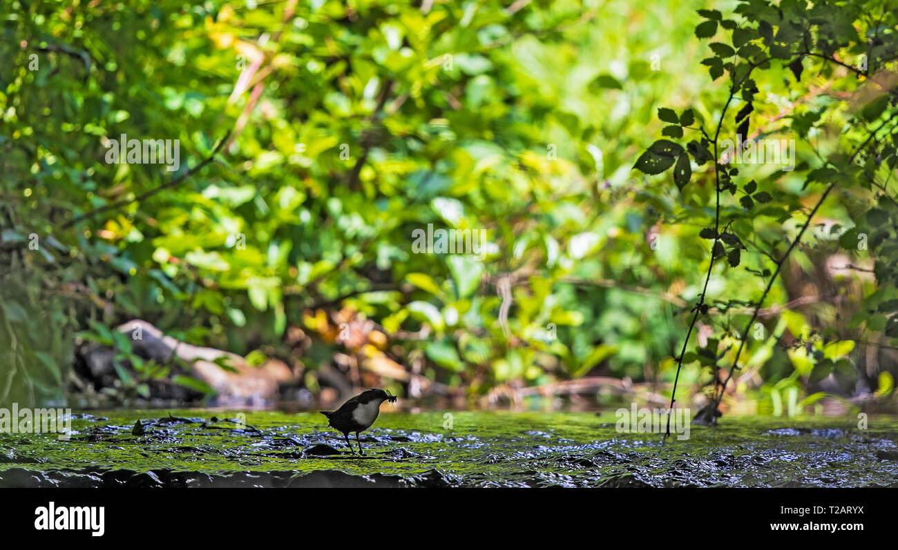 Common Dipper (Cinclus cinclus) adult with caddisfly larva in bill ...