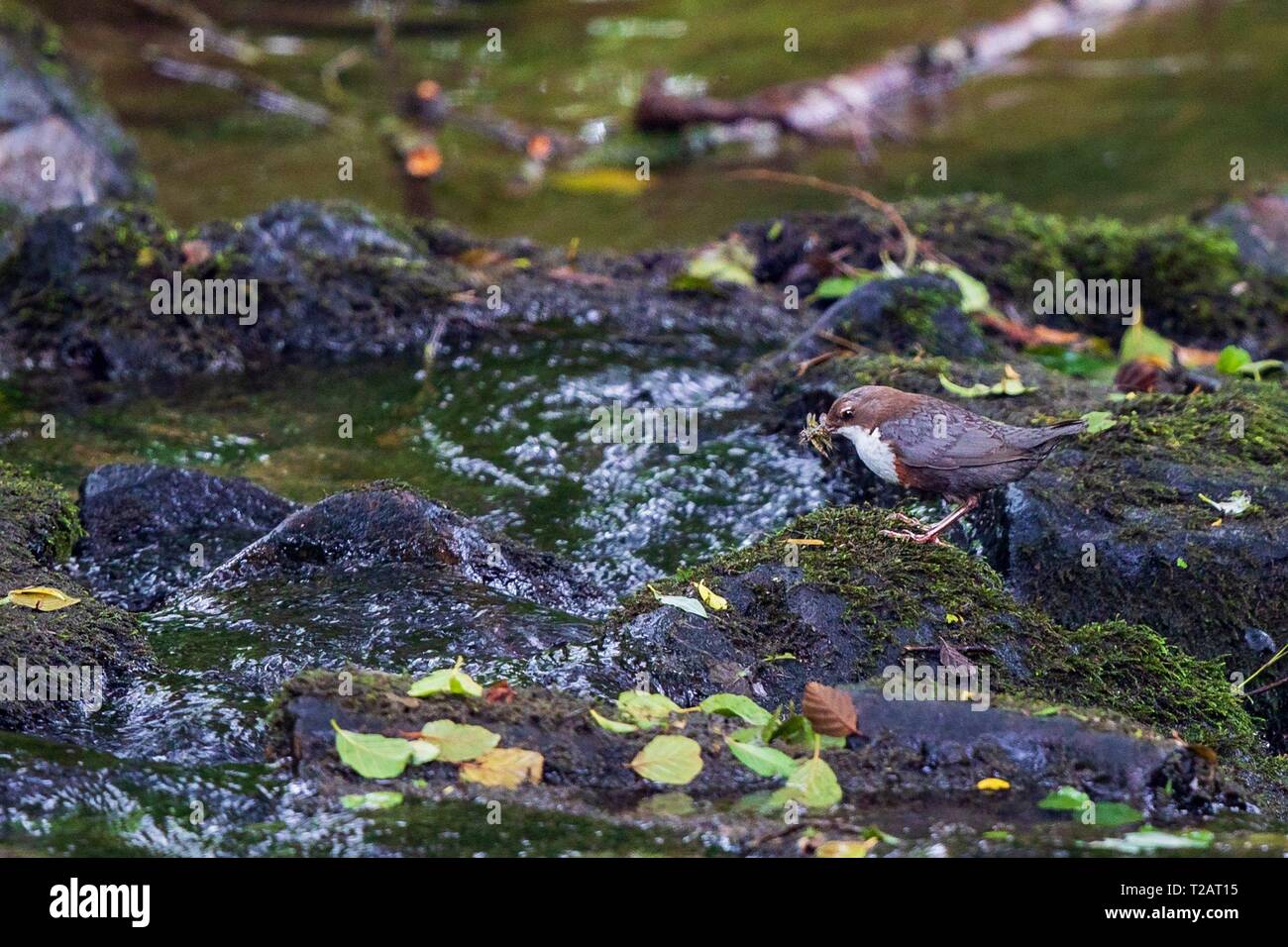 Common Dipper (Cinclus cinclus) adult with caddisfly larva in bill ...