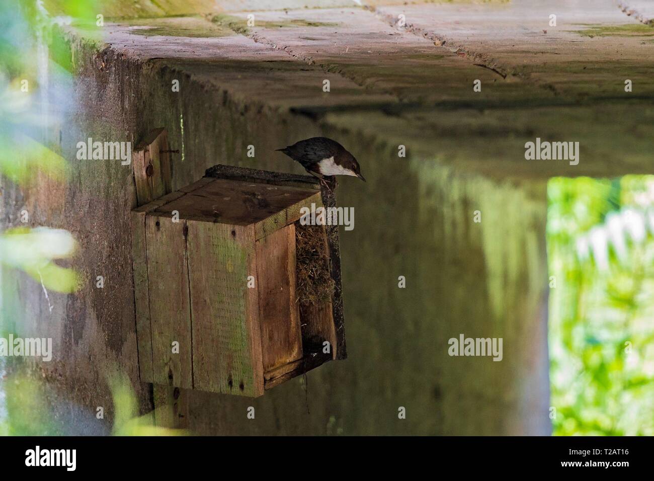 Common Dipper (Cinclus cinclus) adult sitting on nesting box under ...