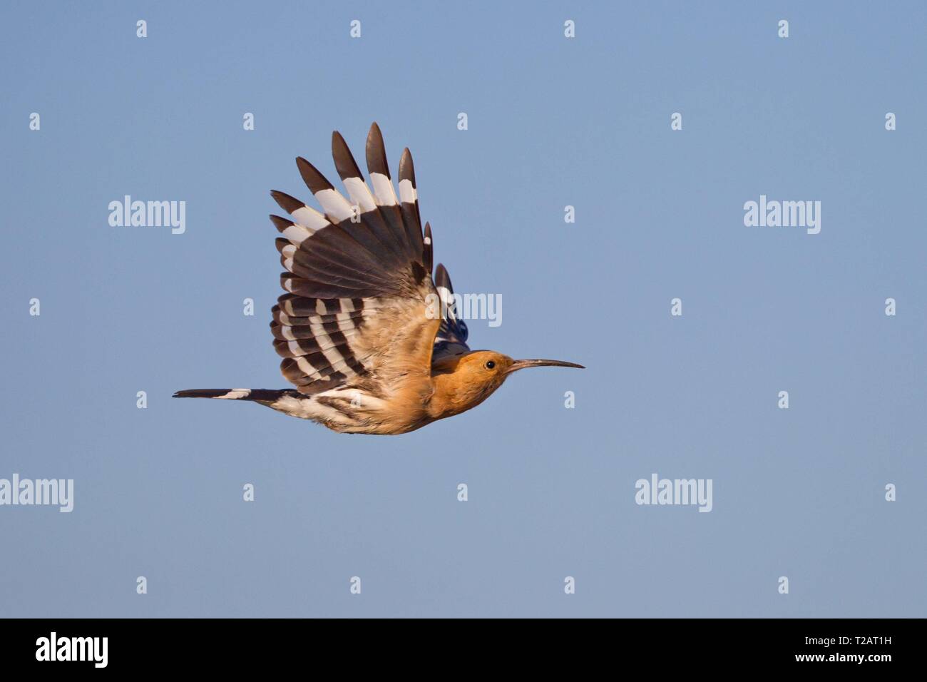 Eurasian hoopoe upupa epops adult hi-res stock photography and images ...