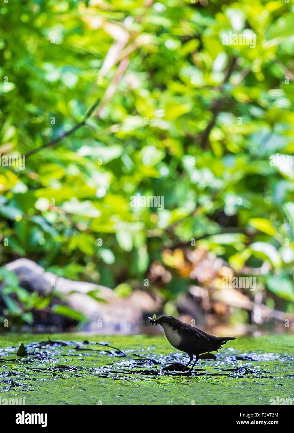 Common Dipper (Cinclus cinclus) adult with caddisfly larva in bill ...