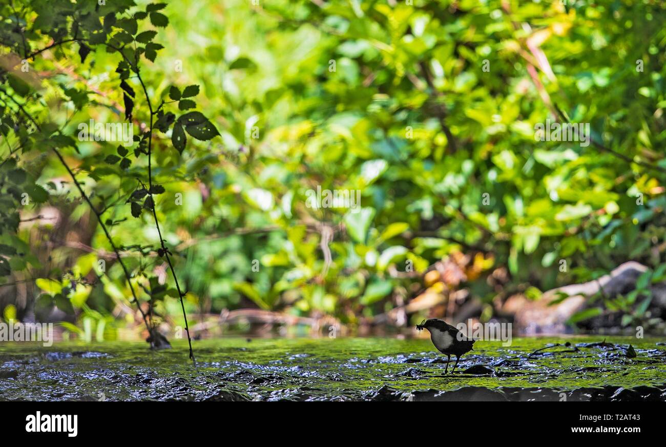 Common Dipper (Cinclus cinclus) adult with caddisfly larva in bill ...