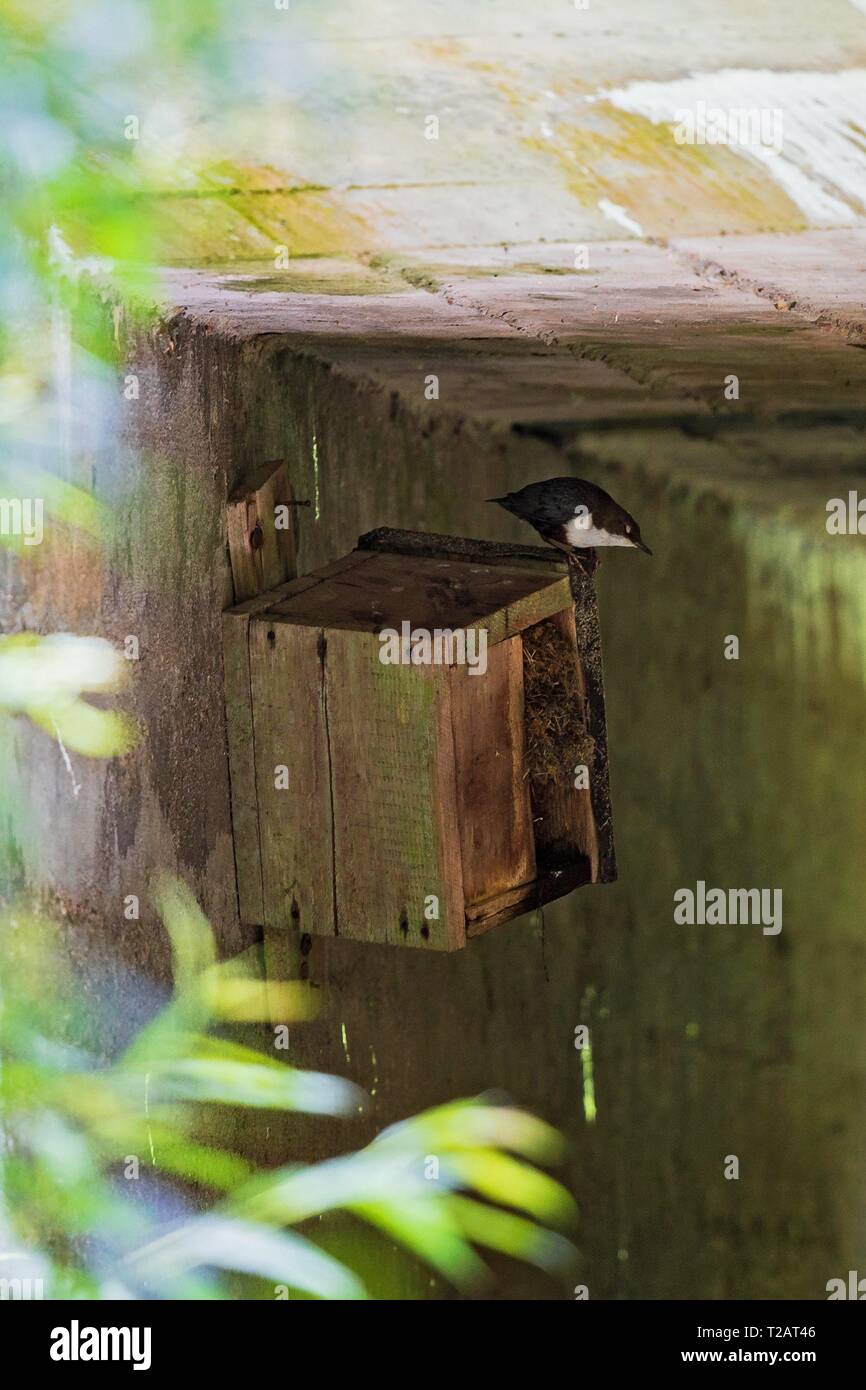 Common Dipper (Cinclus cinclus) adult sitting on nesting box under ...