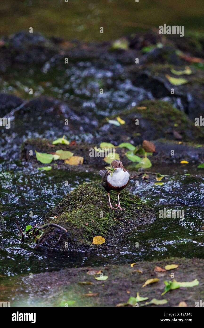 Common Dipper (Cinclus cinclus) adult with caddisfly larva in bill ...
