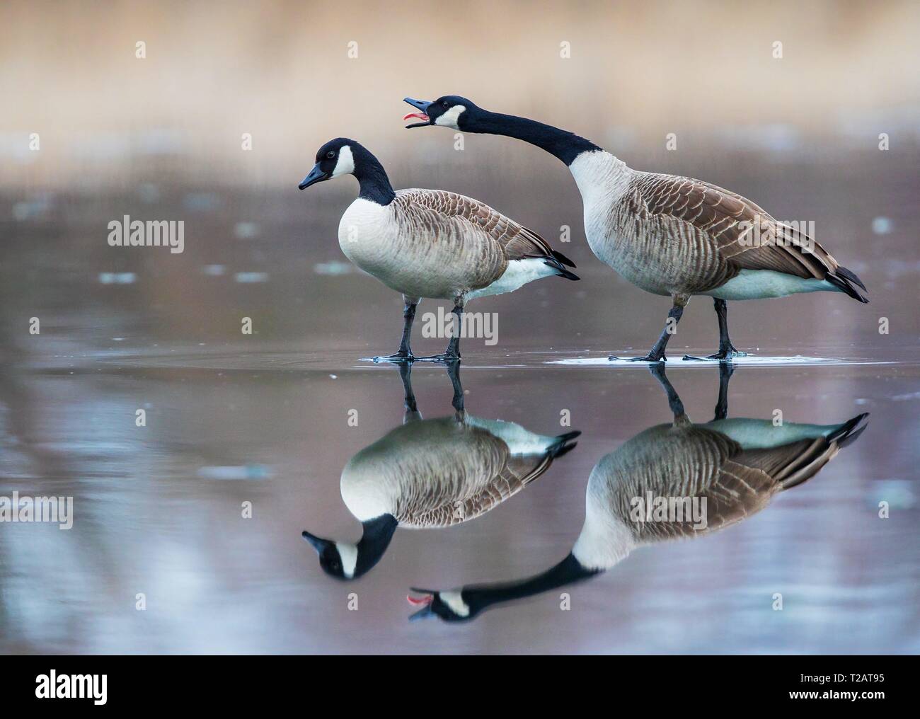 Canada Goose (Branta canadensis) pair standing on frozen lake with one ...