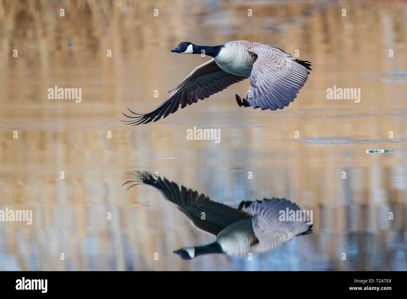 Canada Goose (Branta canadensis) flight shot with adult flying low over ...