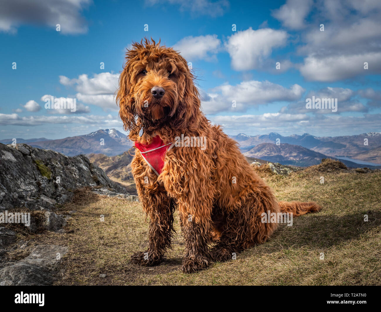 Cockapoo hi-res stock photography and images - Alamy