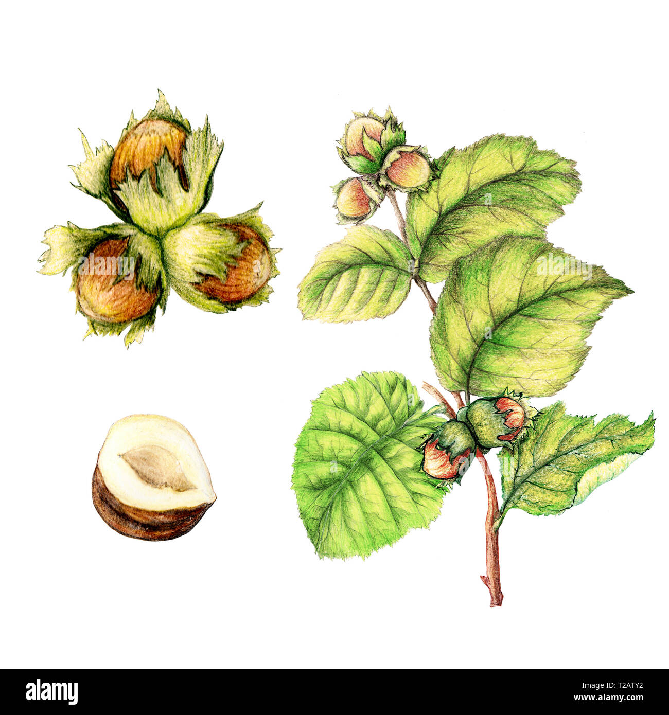 Hazel nut illustration hi-res stock photography and images - Alamy