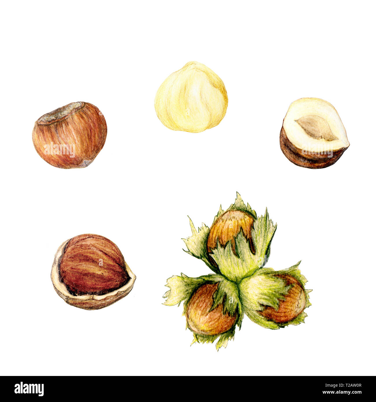 Hazel Botanical Illustration High Resolution Stock Photography and ...