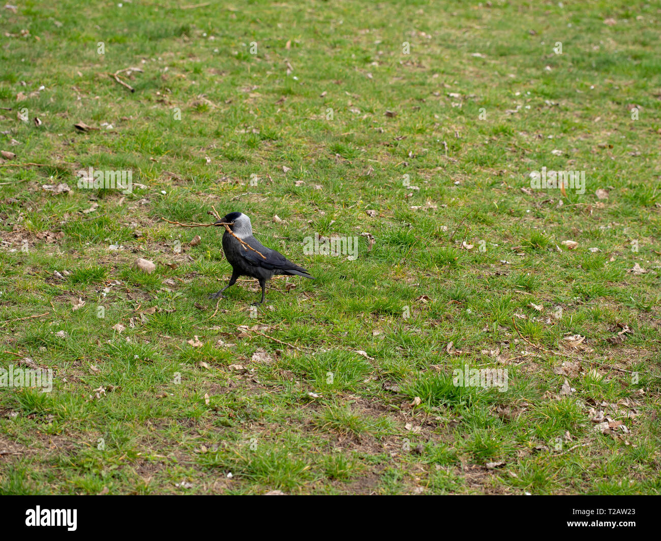 Crow Nest Park High Resolution Stock Photography and Images - Alamy