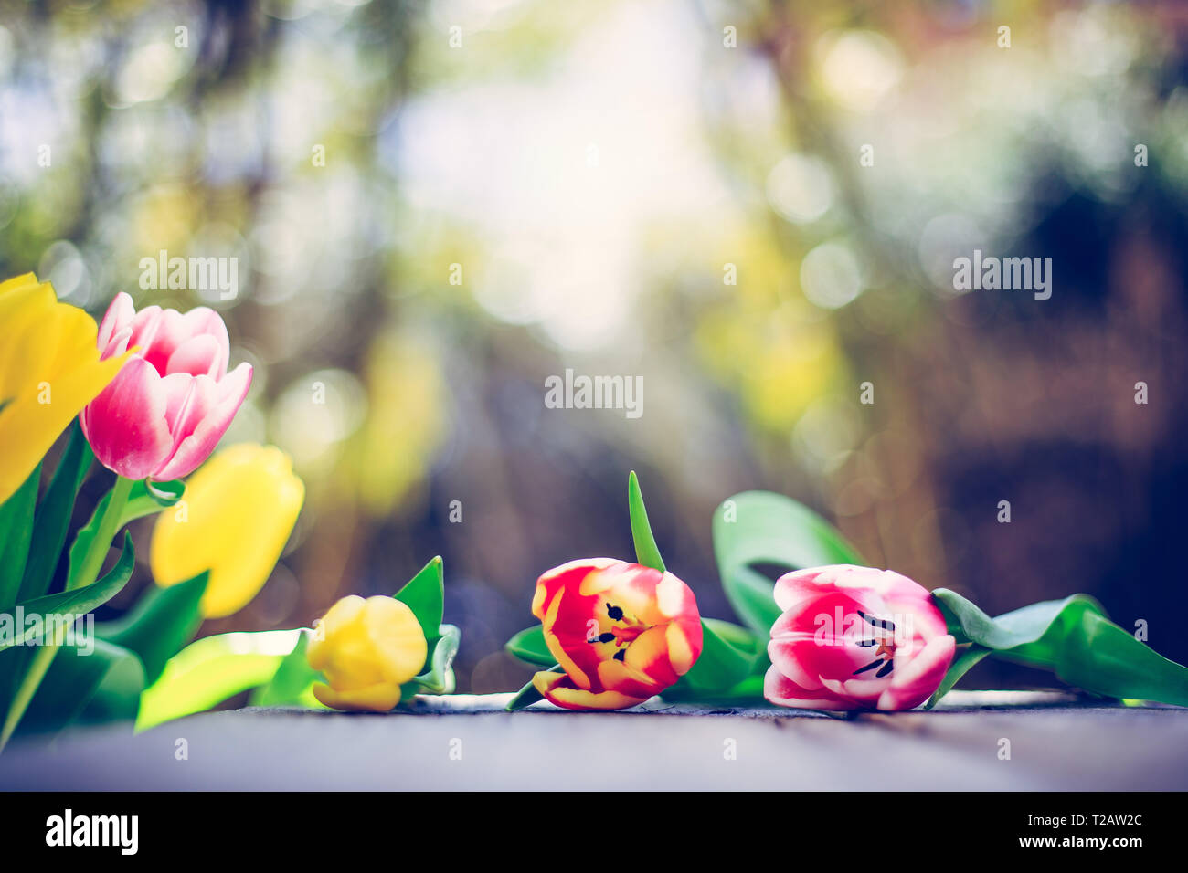 Spring flowers (tulips) are lying on a rustic wood table, garden in the ...