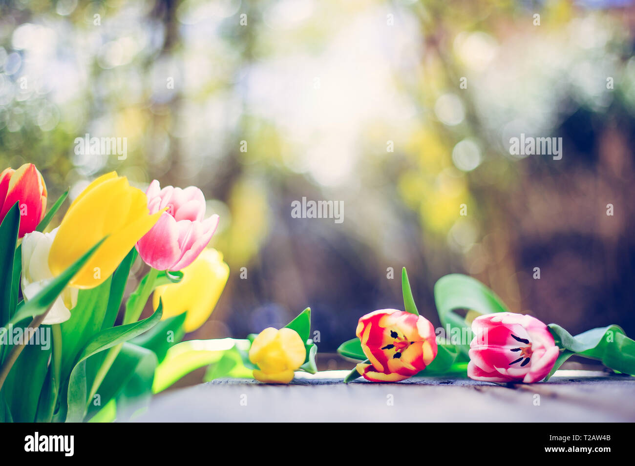 Spring flowers (tulips) are lying on a rustic wood table, garden in the ...