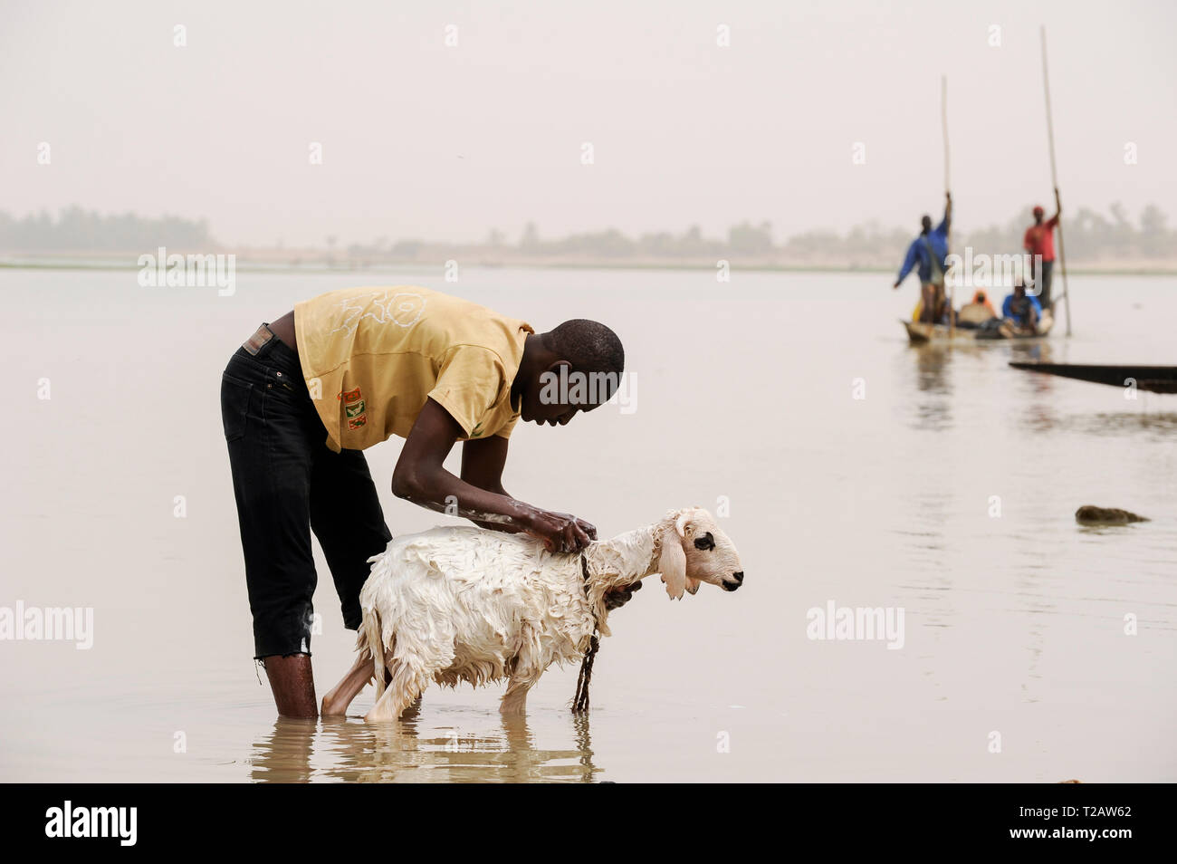 MALI, Mopti, pinnace boats on river Niger , man washing goat / MALI ...