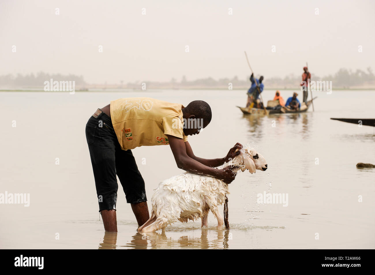 Man with goat hi-res stock photography and images - Alamy
