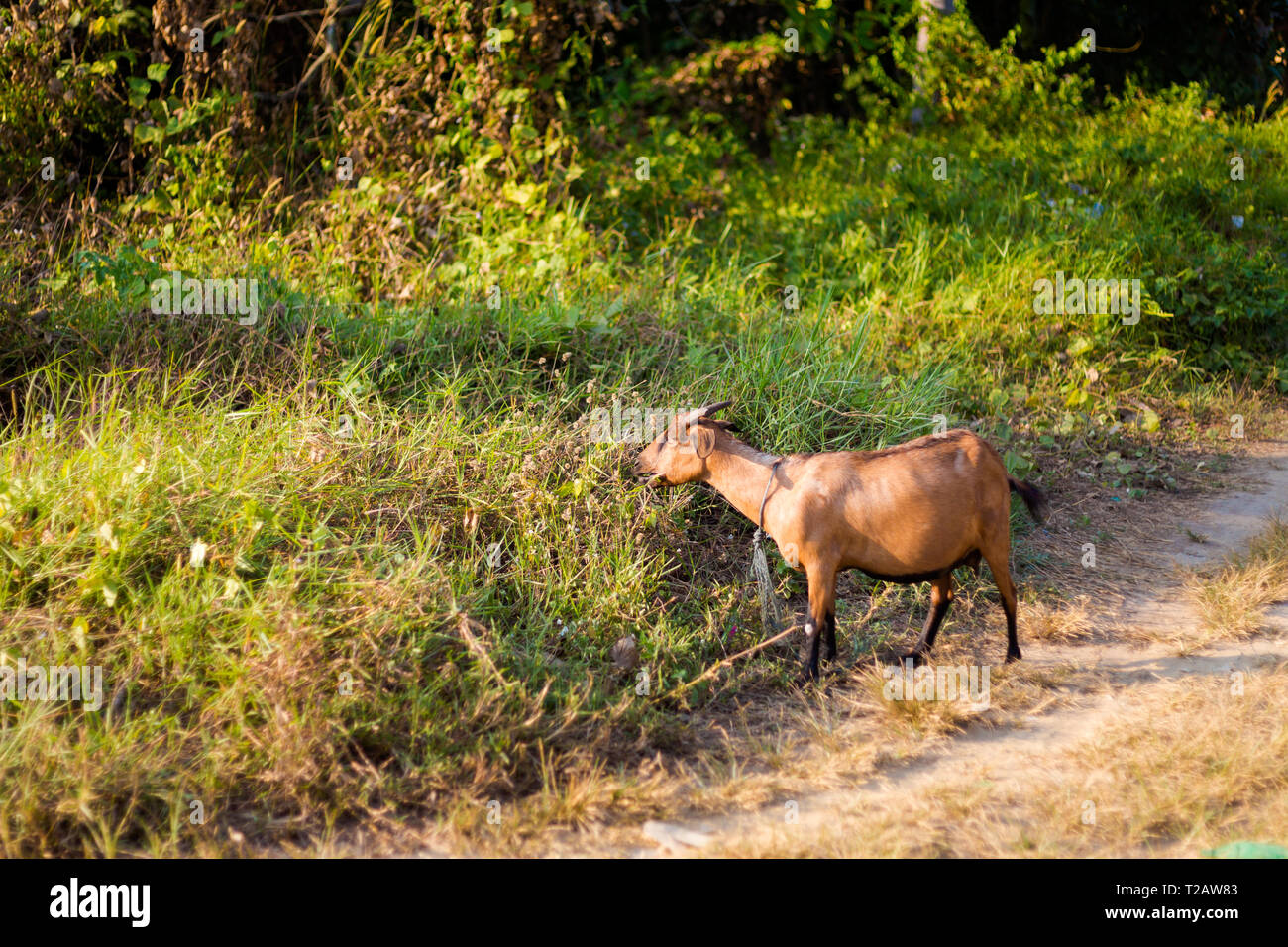 Beautiful goat on tropical Koh Mook island in Thailand. Fauna of South ...