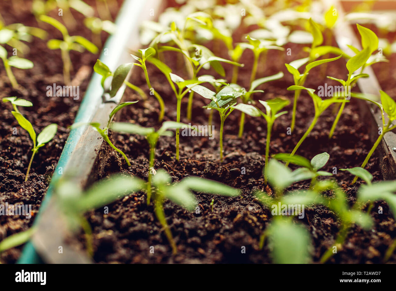Growing pepper sprouts in pots at home. Spring preparation. Agriculture ...