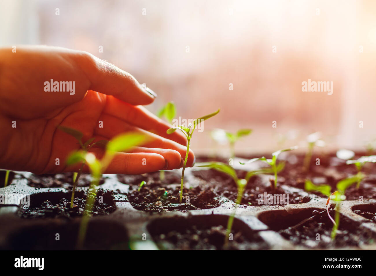 Growing pepper sprouts in pots at home. Farmer checking seedlings ...