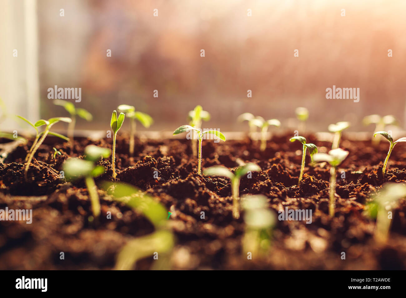 Growing tomato sprouts at home by window. Spring preparation ...