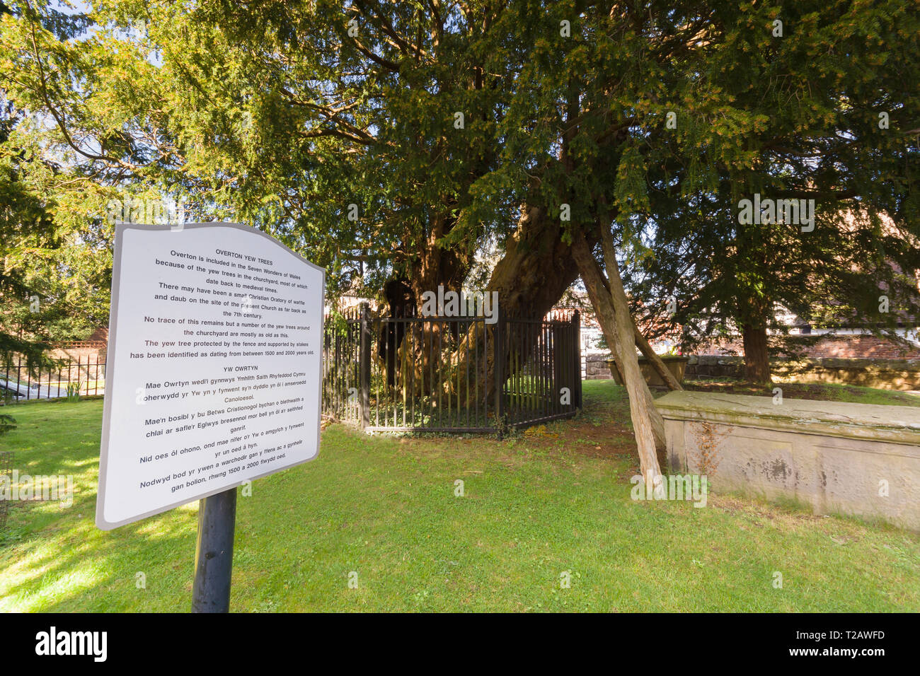 One of the ancient yew trees at Saint Mary the Virgin Church Overton on ...