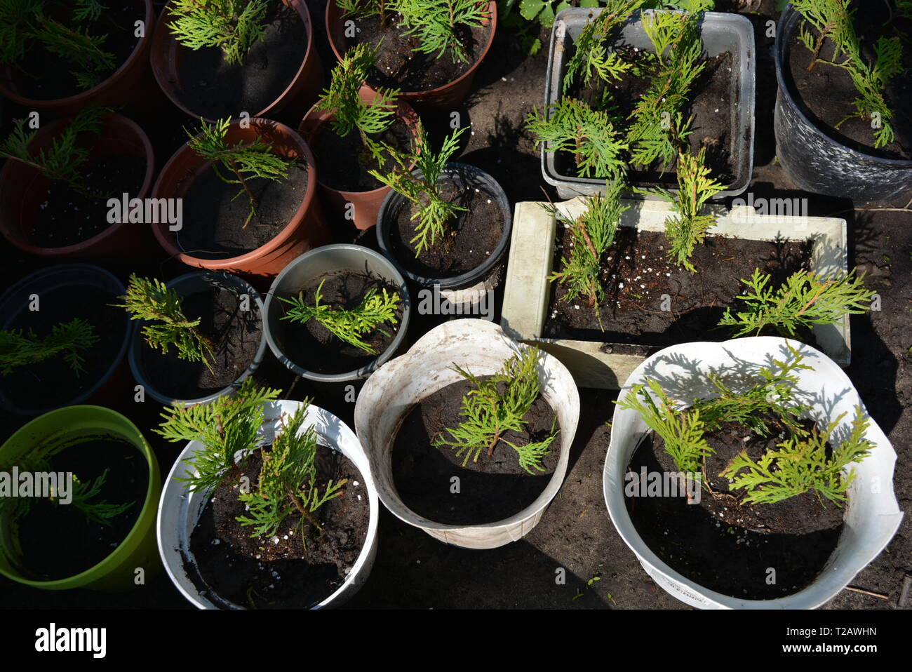 Bright and colorful Tui Auren Nana planted in small plastic pots ...