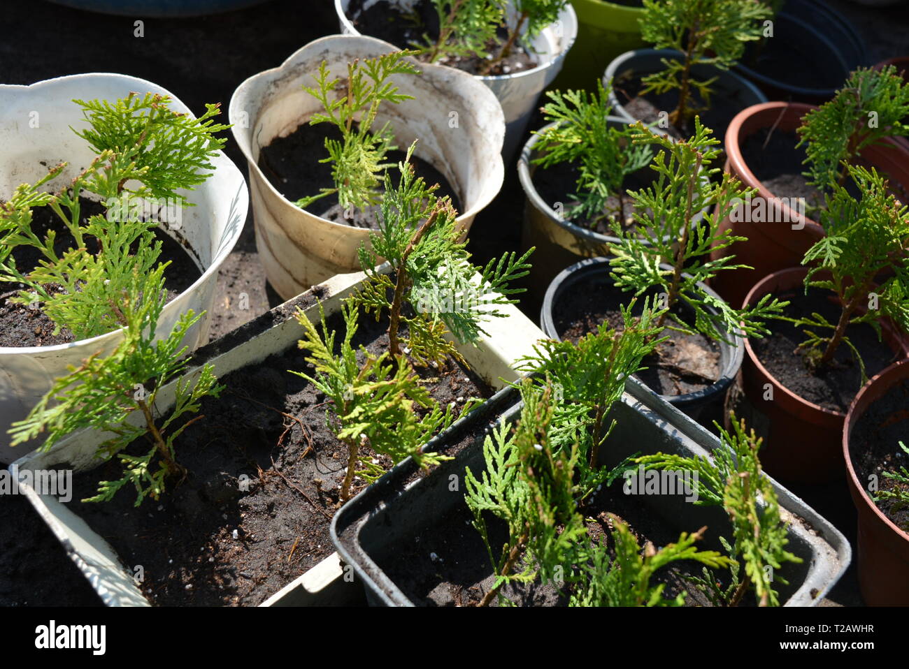 Bright and colorful Tui Auren Nana planted in small plastic pots ...
